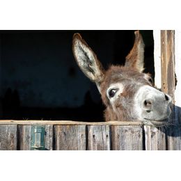 Fototapete papermoon "Esel", bunt, B:4,5m L:2,8m, Vlies, Tapeten