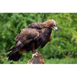 Fototapete papermoon "GOLDENER ADLER-STEINADLER HIGHLAND SCHOTTLAND VOGEL", bunt, B:3,5m L:2,6m, Vlies, Tapeten
