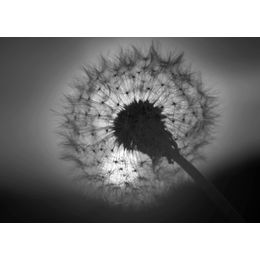 Fototapete papermoon "Blume Schwarz & Wei&szlig;", schwarz (schwarz, wei&szlig;), B:4,5m L:2,8m, Vlies, Tapeten
