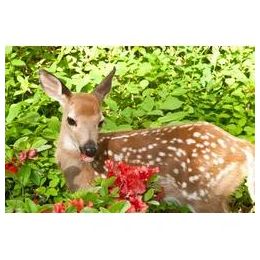 Fototapete papermoon "BABY ROTHIRSCH-KALB TIER ROTWILD WALD BLUMEN NATUR", bunt, B:3,5m L:2,6m, Vlies, Tapeten