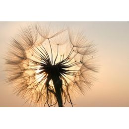 Fototapete papermoon "Pusteblume", bunt, B:5m L:2,8m, Vlies, Tapeten