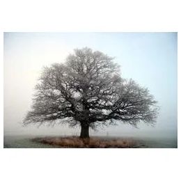 Fototapete papermoon "Baum auf Insel", bunt, B:4,5m L:2,8m, Vlies, Tapeten