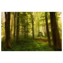 Fototapete papermoon "Photo-Art LEIF LONDAL, DER KLEINE BAUM", bunt, B:3,5m L:2,6m, Vlies, Tapeten