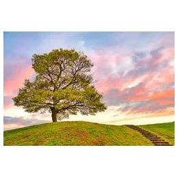 Fototapete papermoon "Baum in Landschaft", bunt, B:5m L:2,8m, Vlies, Tapeten