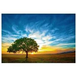 Fototapete papermoon "Baum in Landschaft", bunt, B:3,5m L:2,6m, Vlies, Tapeten