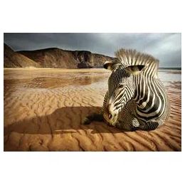 Fototapete papermoon "Strandzebra", bunt, B:4m L:2,6m, Vlies, Tapeten