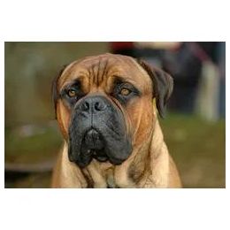 Fototapete papermoon "Bullmastiff-Portr&auml;t", bunt, B:5m L:2,8m, Vlies, Tapeten