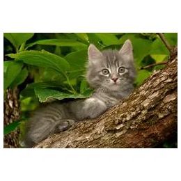Fototapete papermoon "Katze im Baum", bunt, B:3,5m L:2,6m, Vlies, Tapeten