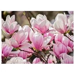 Fototapete papermoon "Magnolia Flowers", bunt, B:5m L:2,8m, Vlies, Tapeten