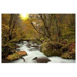 Fototapete papermoon "WALD-NATUR B&Auml;UME WASSERFALL DSCHUNGEL HERBSTLANDSCHAFT", bunt, B:4,5m L:2,8m, Vlies, Tapeten