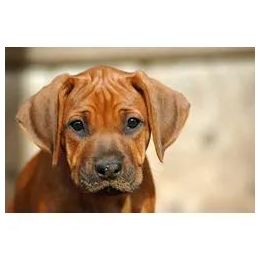 Fototapete papermoon "Rhodesian Ridgeback Welpe", bunt, B:4m L:2,6m, Vlies, Tapeten