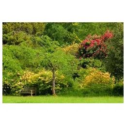 Fototapete papermoon "WALD IN PARK-BAUM BLUMEN NATUR PFLANZE SONNE WIESE XXL", bunt, B:4m L:2,6m, Vlies, Tapeten