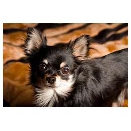 Fototapete papermoon "CHIHUAHUA-HUND TIER LANGHAAR MEXICO NATUR WELPE", bunt, B:4,5m L:2,8m, Vlies, Tapeten