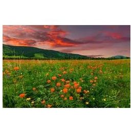 Fototapete papermoon "BLUMEN-WIESE-GEBIRGE NATUR GR&Uuml;N SONNE BERG HIMMEL FELD", bunt, B:5m L:2,8m, Vlies, Tapeten