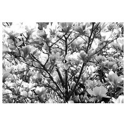 Fototapete papermoon "Blumen Schwarz & Wei&szlig;", schwarz (schwarz, wei&szlig;), B:3,5m L:2,6m, Vlies, Tapeten