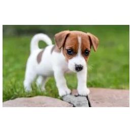 Fototapete papermoon "JACK RUSSEL-WELPE TERRIER HUND WIESE PARK LANSSCHAFT", bunt, B:3,5m L:2,6m, Vlies, Tapeten