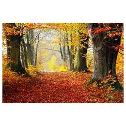 Fototapete papermoon "WALD-HERBST B&Auml;UME NATUR LANDSCHAFT BAUM ALLEE WANDBILD", bunt, B:5m L:2,8m, Vlies, Tapeten