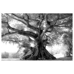 Fototapete papermoon "Baum Schwarz & Wei&szlig;", schwarz (schwarz, wei&szlig;), B:4,5m L:2,8m, Vlies, Tapeten