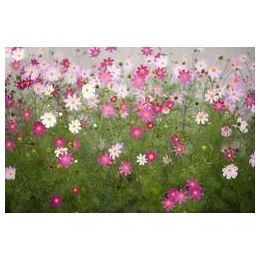 Fototapete papermoon "Cosmos Flowers", bunt, B:3,5m L:2,6m, Vlies, Tapeten