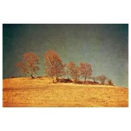Fototapete papermoon "B&Auml;UME-VINTAGE NATUR LANDSCHAFT HERBST WALD WANDBILD XXL", bunt, B:4m L:2,6m, Vlies, Tapeten