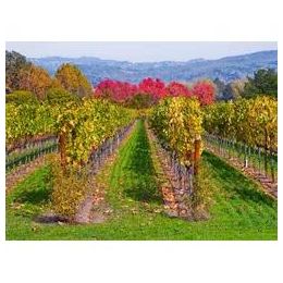 Fototapete papermoon "WEINBERG IM HERBST-WINZER REBE WEIN GEBIRGE FELD WIESE", bunt, B:3,5m L:2,6m, Vlies, Tapeten