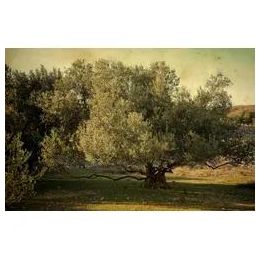 Fototapete papermoon "B&Auml;UME-NATUR LANDSCHAFT WALD BAUM PFLANZEN WANDBILD XXL", bunt, B:3,5m L:2,6m, Vlies, Tapeten