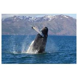 Fototapete papermoon "WALE-ORCA TIER SEE OZEAN MEER WASSER ISLAND DELFINE XXL", bunt, B:4,5m L:2,8m, Vlies, Tapeten