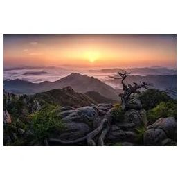 Fototapete papermoon "Photo-Art TIGER SEO, SONNENAUFGANG AUF DER SPITZE", bunt, B:3,5m L:2,6m, Vlies, Tapeten