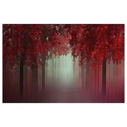 Fototapete papermoon "Photo-Art ILDIKO NEER, AUS DER LIEBE WALD IN ROT", rot (bunt), B:4m L:2,6m, Vlies, Tapeten