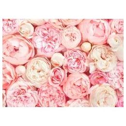 Livingwalls Fototapete LIVING WALLS "Designwalls Roses", rosa (rosa, creme), B:3,5m L:2,55m, Vlies, Tapeten, Vlies, Wand, Schr&auml;ge, Decke