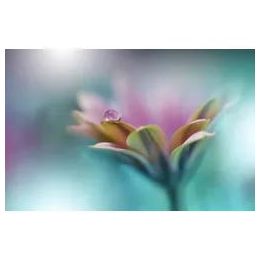 Fototapete papermoon "Zen Wassertropfen mit Blume Makro", bunt, B:4,5m L:2,8m, Vlies, Tapeten