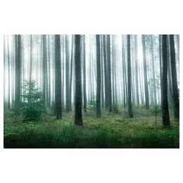 Fototapete papermoon "Photo-Art CHRISTIAN LINDSTEN, SEE IM WALD", bunt, B:4m L:2,6m, Vlies, Tapeten
