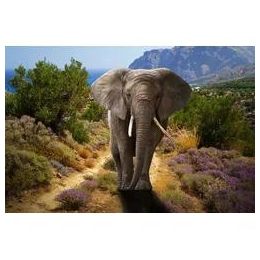 Fototapete papermoon "ELEFANT-NATUR AFRIKA SAFARI TIERE ELEFANTEN LANDSCHAFT", bunt, B:3,5m L:2,6m, Vlies, Tapeten