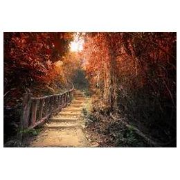 Fototapete papermoon "Treppe durch Wald", bunt, B:5m L:2,8m, Vlies, Tapeten