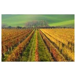 Fototapete papermoon "WEIN-BERG-HERBST REBEN ABSTRAKT FARBIG FELD WIESE B&Auml;UME", bunt, B:4,5m L:2,8m, Vlies, Tapeten