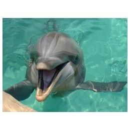 Fototapete papermoon "DELFINE-ZAHNWAL TIER SEE OZEAN MEER WASSER WALE ORCA", bunt, B:4m L:2,6m, Vlies, Tapeten