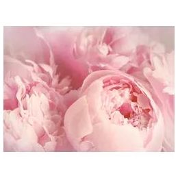 Fototapete papermoon "Peony Flowers", bunt, B:5m L:2,8m, Vlies, Tapeten