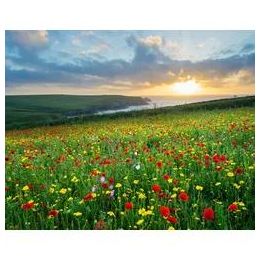 Fototapete papermoon "BLUMEN-WIESE-MOHN FELD CORNWALL MEER K&Uuml;STE SONNE WOLKEN", bunt, B:4,5m L:2,8m, Vlies, Tapeten