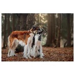Fototapete papermoon "BARSOI-HUND Tier-Portrait, langhaariger Welpe", bunt, B:4m L:2,6m, Vlies, Tapeten