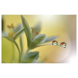Fototapete papermoon "Zen Wassertropfen mit Blume Makro", bunt, B:4m L:2,6m, Vlies, Tapeten