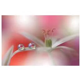 Fototapete papermoon "Zen Wassertropfen mit Blume Makro", bunt, B:3,5m L:2,6m, Vlies, Tapeten