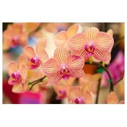 Fototapete papermoon "Blumen", bunt, B:5m L:2,8m, Vlies, Tapeten