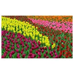 Fototapete papermoon "TULPEN FELD-BLUMEN PFLANZEN BL&Uuml;TEN NATUR MUSTER DEKOR", bunt, B:3,5m L:2,6m, Vlies, Tapeten