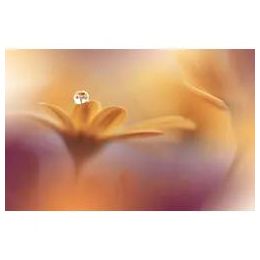 Fototapete papermoon "Zen Wassertropfen mit Blume Makro", bunt, B:5m L:2,8m, Vlies, Tapeten