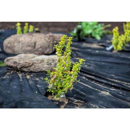 Aquagart 275m x 1m Unkrautvlies UV-Stabil mit 2 Oberfl&auml;chen Gartenvlies Mulchvlies PES/PP