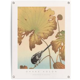 Poster Reinders "Bachstelze auf Lotuspflanze", braun (farbe bild(er): braun), B:60cm H:80cm T:0,1cm, Leinwand, Bilder, Poster