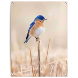 Poster Reinders "Blauer Vogel", blau (farbe bild(er): blau), B:60cm H:80cm T:0,1cm, Leinwand, Bilder, Poster, Outdoor f&uuml;r Garten oder Balkon