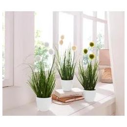 Kunstgras OTTO HOME "Grasbusch, naturgetreue Kunstpflanze, 35cm hoch", gr&uuml;n (gr&uuml;n, wei&szlig;), H:35cm &Oslash;:7,5cm, Kunststoff, Kunstpflanzen, im 3 teiligen Set, mit &Uuml;bertopf wahlweise in schwarz oder wei&szlig;