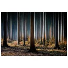 Fototapete papermoon "Photo-Art CARSTEN MEYERDIERKS, MYSTISCHER WALD", bunt, B:4m L:2,6m, Vlies, Tapeten