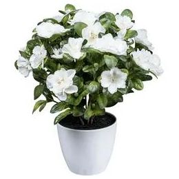 Kunstblume Creativ green "Azaleenbusch", wei&szlig;, H:32cm, Obermaterial: 85% Polyester, 15% Polyethylen, Kunstpflanzen
